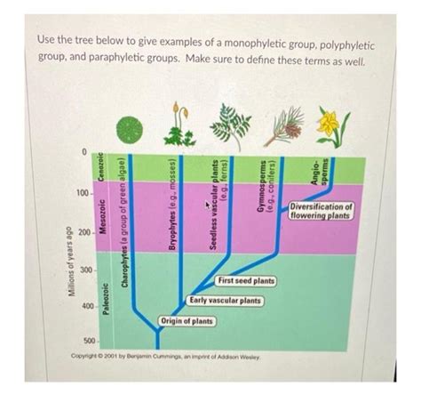 Solved Use The Tree Below To Give Examples Of A Monophyletic