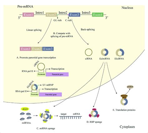 The Biogenesis And Biological Functions Of Circrna 1 The Biogenesis