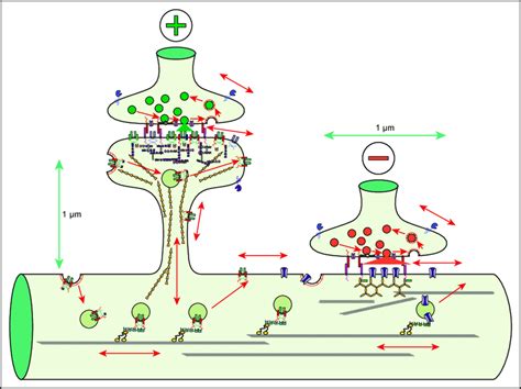Difference Of Excitatory And Inhibitory Synapses At Marsha Tibbetts Blog
