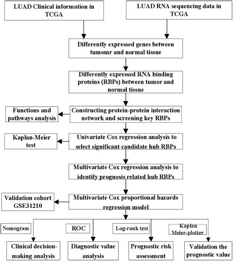 Development And Validation Of A RNA Binding Protein Associated Prognostic Model For Lung