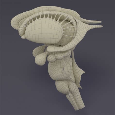 3d Obj Realistic Subcortical Structures Human Brain