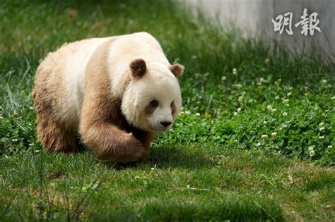 秦嶺四寶科學公園開園 全球唯一圈養棕色大熊貓成焦點多圖 16 30 20210530 兩岸 即時新聞 明報新聞網