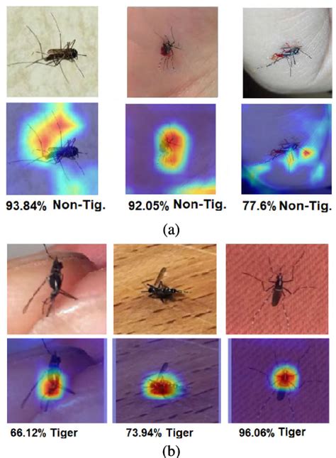Figure 11 From A Deep Convolutional Neural Network For Classification Of Aedes Albopictus