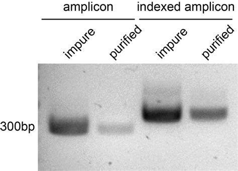 Figure S1 Construction Of Ngs Libraries For Amplicon Deep Sequencing Download Scientific