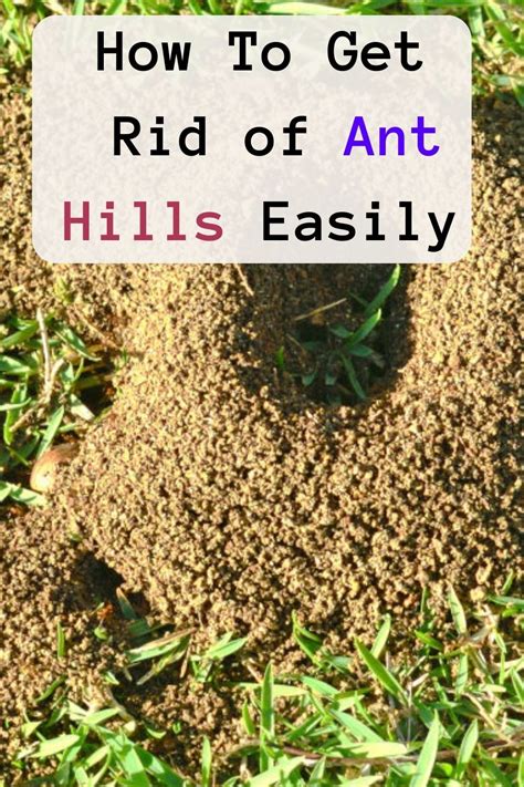 How Do I Get Rid Of Large Ant Hills In My Yard At Natalie Hawes Blog