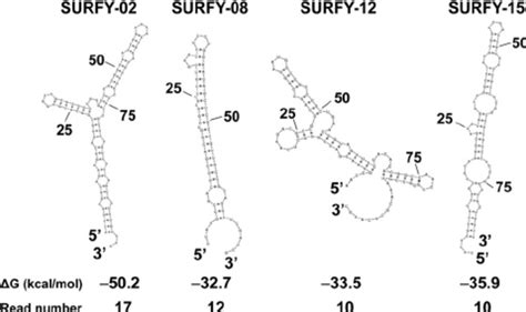 Four Examples Of Abundant Candidate Srnas The Nucleotide Sequences Download Scientific