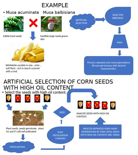 Artificial Breeding Pdf