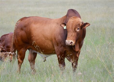 Afrikaner Cattle Breeders Society Of South Africa