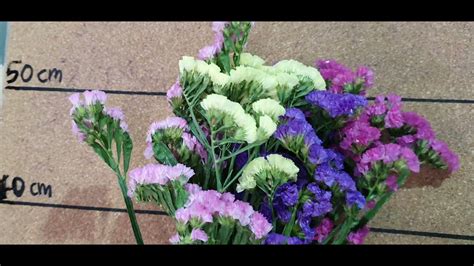 스타치스혼합 생화 인터넷꽃도매시장 생화택배 생화도매 인터넷꽃시장 인터넷꽃도매 장미대량구매 꽃 꽃다발 꽃도매 꽃시장 부산꽃시장 김해꽃시장 꽃쇼핑몰 김해꽃 부산꽃 꽃싸게사는법