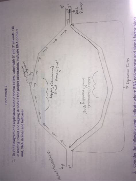 Solved Need To Draw Replication Bubble With All Ends Labeled Chegg Com