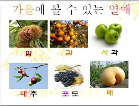 가을에 볼 수 있는 것들꽃 열매 곡식 나무 곤충에 대한 자료 네이버 블로그
