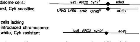 Figure 1 From Transcription Of A Yeast Telomere Alleviates Telomere Position Effect Without