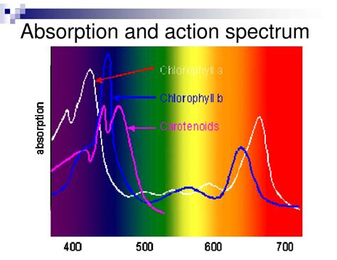 Ppt Nutrition In Plants Part 2 Fate Of Glucose In Leaves And Absorption And Action Spectrum