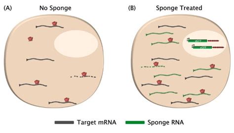 Mirna Sponges Synthesis Rna Boc Sciences