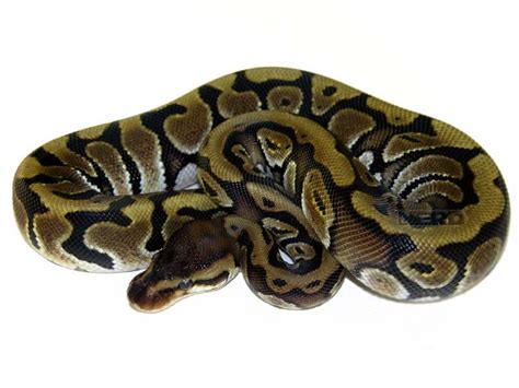 Morph List World Of Ball Pythons