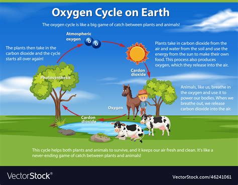 Diagram Of Co O Cycle