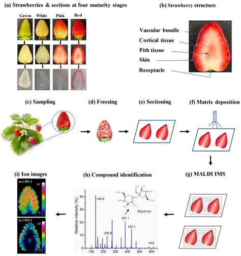 Unlocking The Power Of Maldi Tof Mass Spectrometry Principles Applications And Future