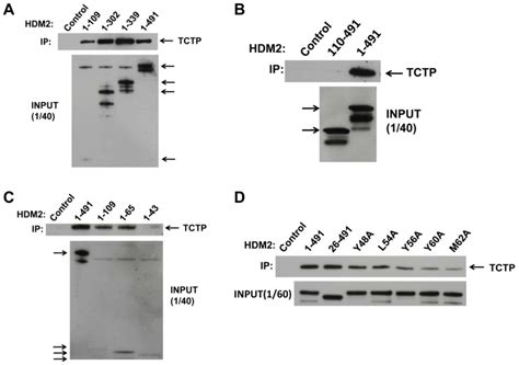 A In Vitro Pull Down Of Tctp By C Terminally Truncated Hdm2 Variants