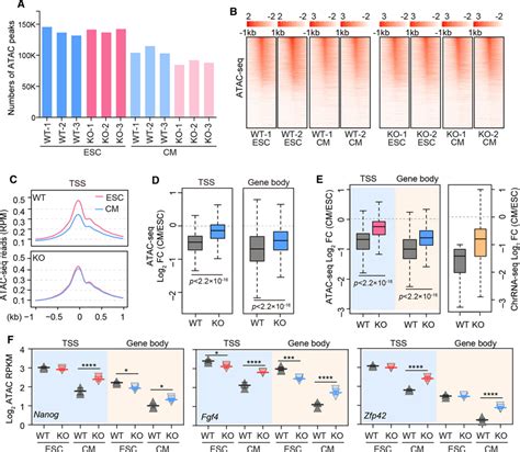 Dysfunction Of Mettl3 Reconfiguring Dynamic Chromatin Accessibility