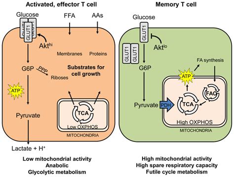 T Cells Dramatically Shift Metabolism When In Their Effector Phase