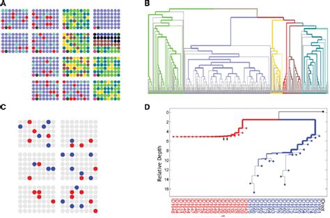 In Vivo Cell Lineage Tree Reconstruction Of Human Cells To Validate