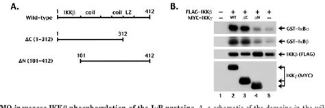 Figure 1 From Ikkγnemo Facilitates The Recruitment Of The Iκb Proteins