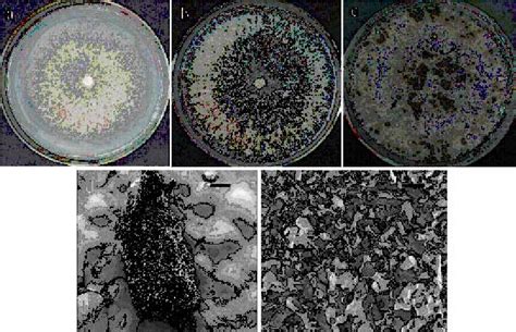 Colonies Of R Solani Ag 1 Ic On Pda Solid Medium A The Growth Of