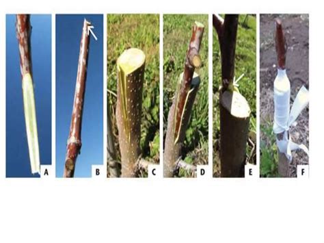 Propagation Methods In Plants Pptx Infertility Reproductive Health