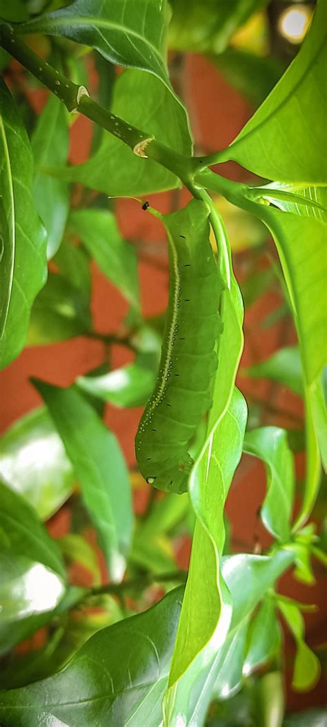 Soniya Sadasivam On Linkedin Waiting For This Little To Guy 🐛to Become A Beautiful Coffee Bee Hawk