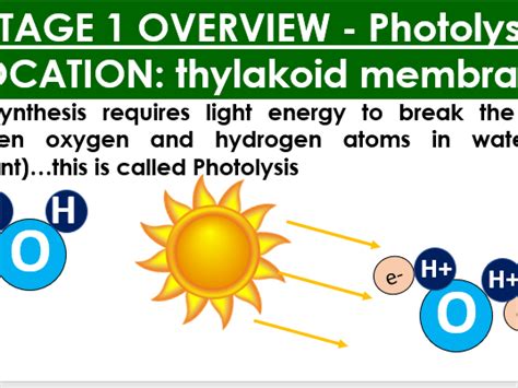 Aqa A Level Biology Photosynthesis Light Dependent Reaction