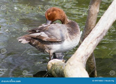 Redhead Duck Preening On A Log Stock Image Image Of Lake Standing 49974883