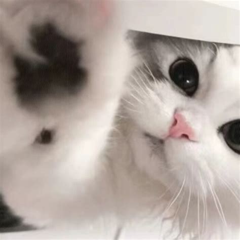 猫猫头像 堆糖，美图壁纸兴趣社区