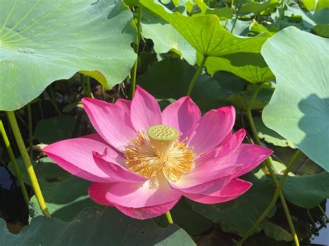 부여 궁남지 서동공원 연꽃만개 궁남지 주변 연꽃이 만개했어요 네이버 블로그