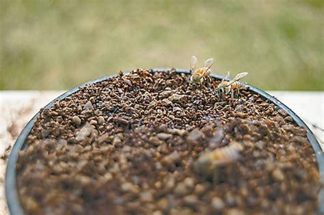 И цветята обичат кафе Български Фермер