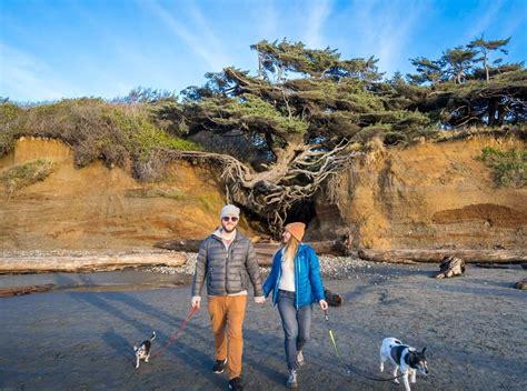 Tree Of Life Washington State S Most Unique Tree While It Lasts Uprooted Traveler