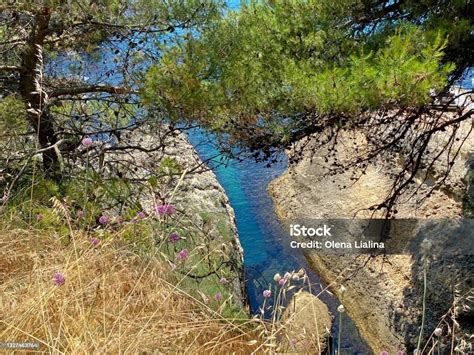 파라다이스 여름 풍경 반짝이는 푸른 맑은 물이 있는 바다 협곡 야생화와 허브 조밀 한 수선 한 수선 나무와 록키 해변 고독한 멋진 장소 여름철 휴가 행복 지중해 연안 화창한