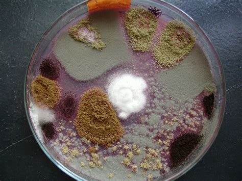 What Is Isolation Of Fungi At Harry Cory Blog