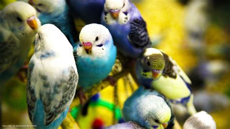 Parakeet Wallpapers Top Free Parakeet Backgrounds Wallpaperaccess