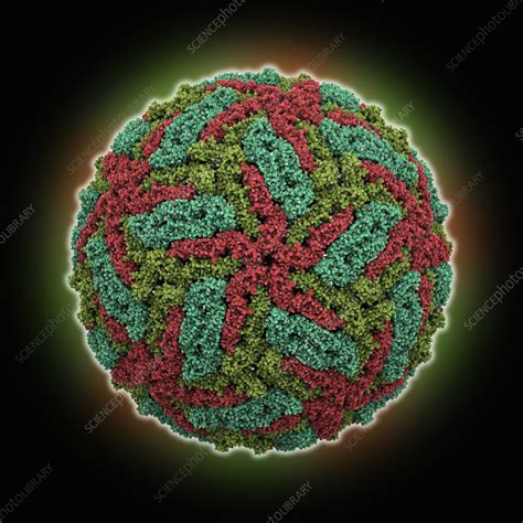 Tick Borne Encephalitis Virus Capsid Molecular Model Stock Image