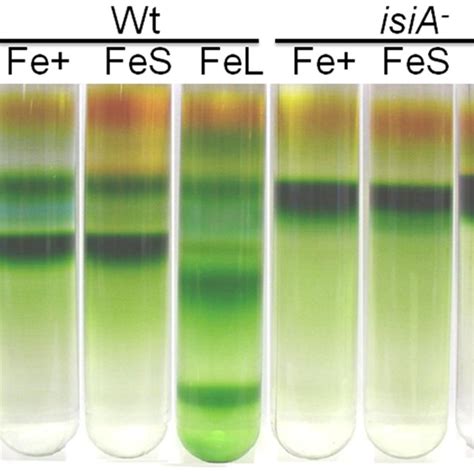 Blue Native And Sds Page Analyses Of The Sucrose Gradient Download Scientific Diagram