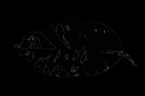 Image Processing Opencv Fitting Leaves Inside The Contour Of