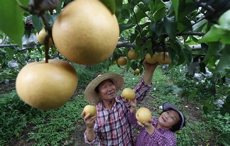 함양 수동면 우명리 효리마을 한 과수원의 배 수확 오마이포토