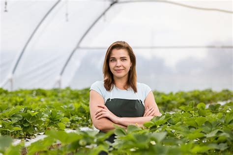 베스트 온실에서 근무 하는 농업 엔지니어와 명의 하 재배 딸기 자 상자 딸기 따기 농장 딸기 작물 개념에 Berrying 여자 여성 온실 작업자 개혁에 대한 스톡 사진 및