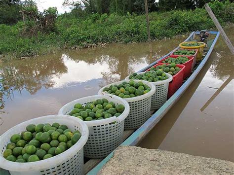 Bintangor — The Sweet And Bright Pill Borneo Post Online