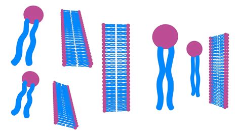 Phospholipid Structure 3d