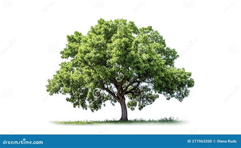 Ai Generative Green Tree On White Background Stock Illustration Illustration Of Stem Botany