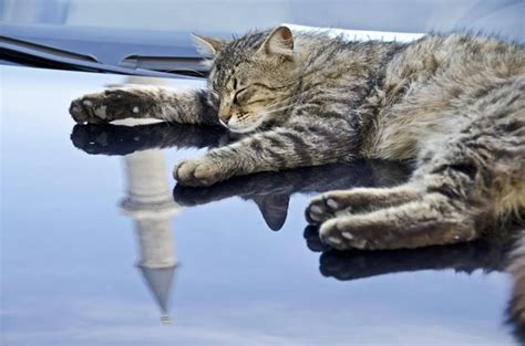 Пушистые и независимые достопримечательности 10 самых «кошачьих мест