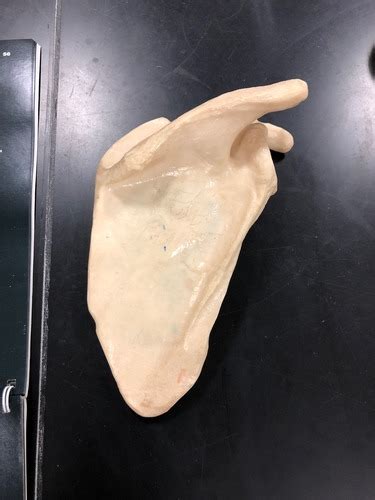 Bones Exam Flashcards Quizlet Bones Exam Flashcards Quizlet