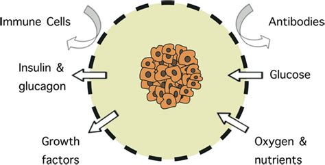 Figure 2 From Chapter 2 Applications Of Cell Microencapsulation Semantic Scholar