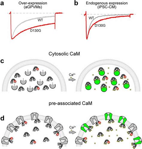 Calmodulin Mutations In Human Disease Pmc